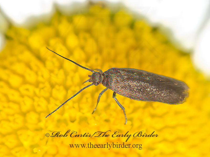 Rob Curtis/The Early Birder | Scythrididae (FLOWER MOTHS)