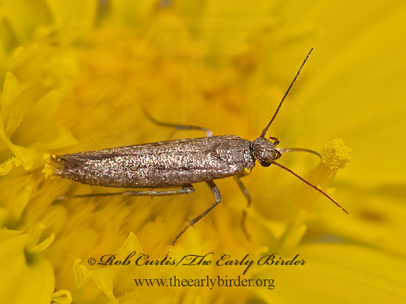 Rob Curtis/The Early Birder | Scythrididae (FLOWER MOTHS)