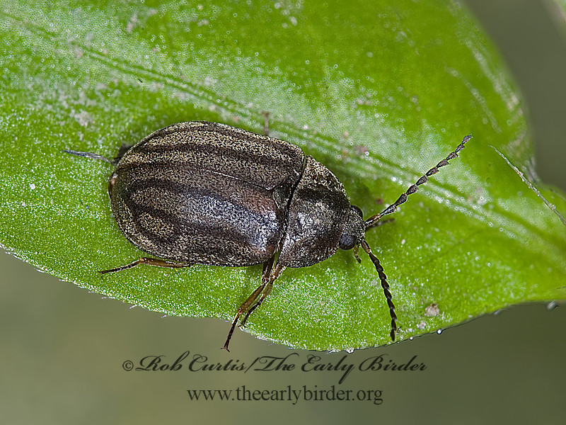Rob Curtis/The Early Birder | Psephenidae (WATER PENNY BEETLES)