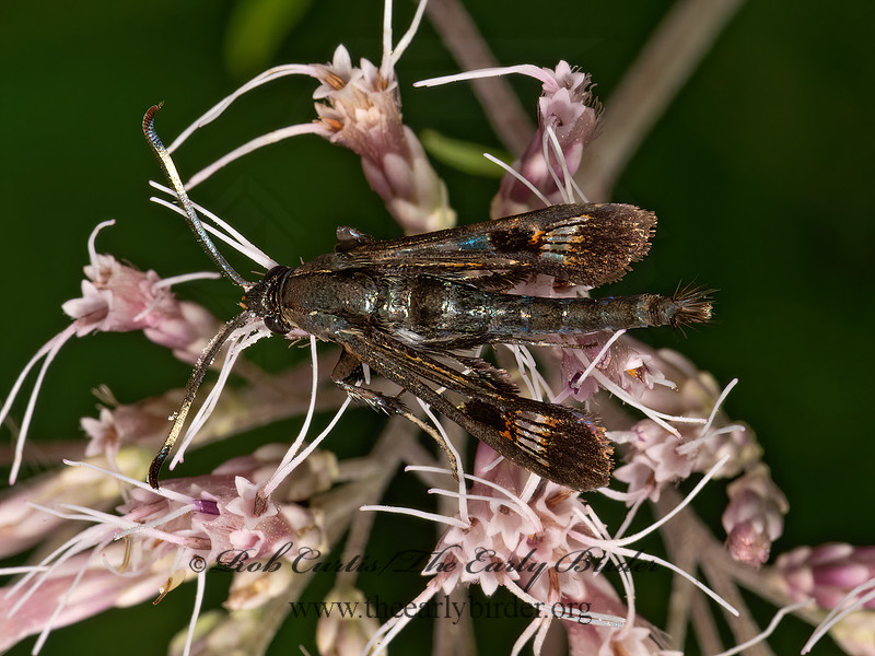 Rob Curtis/The Early Birder | Sesiidae (CLEARWING MOTHS)